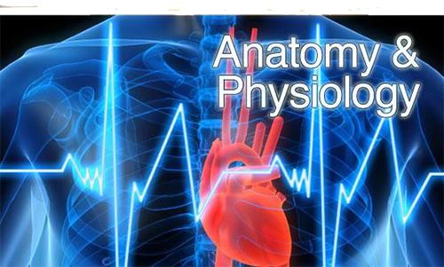 Anatomy and Physiology Syllabus Page